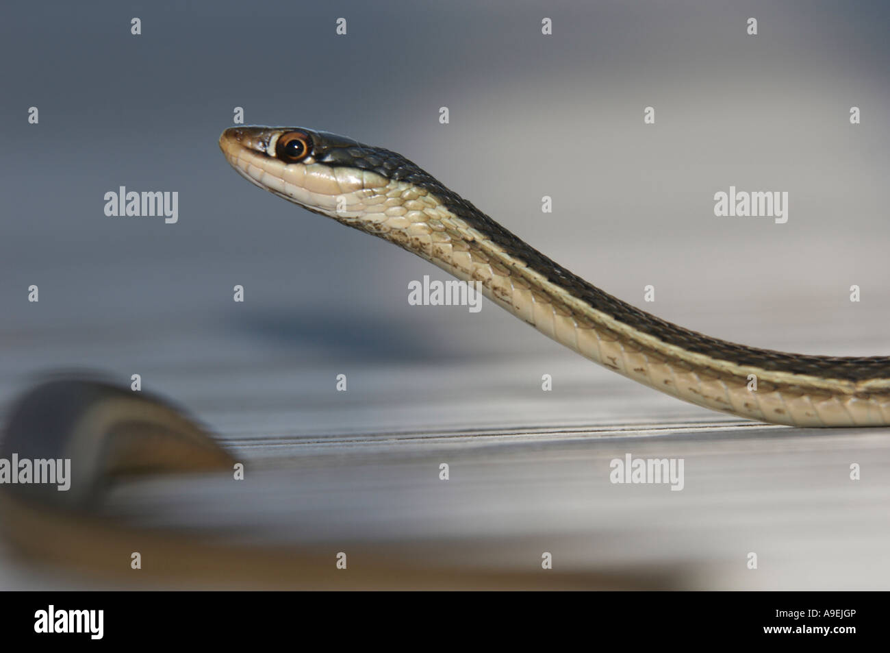 Ribbon snake hi-res stock photography and images - Alamy