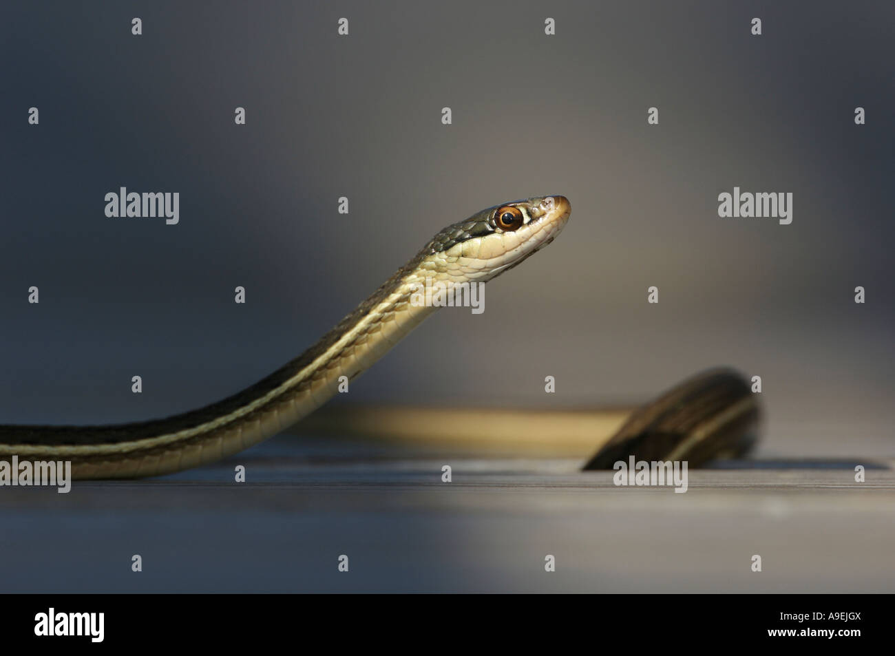 Ribbon snake hi-res stock photography and images - Alamy