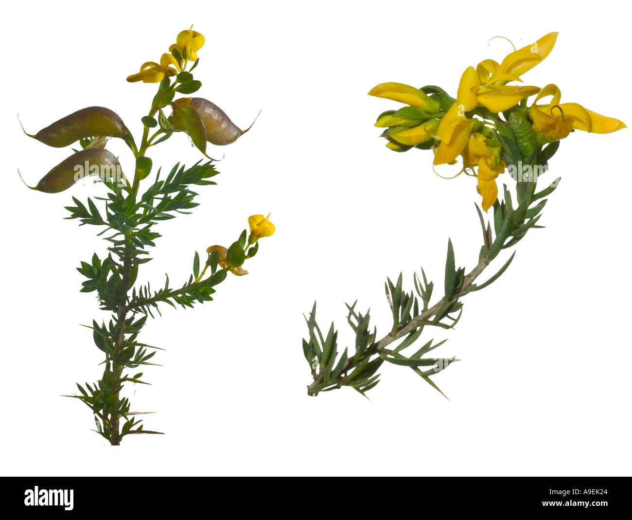 Genista anglica cut outs hi-res stock photography and images - Alamy