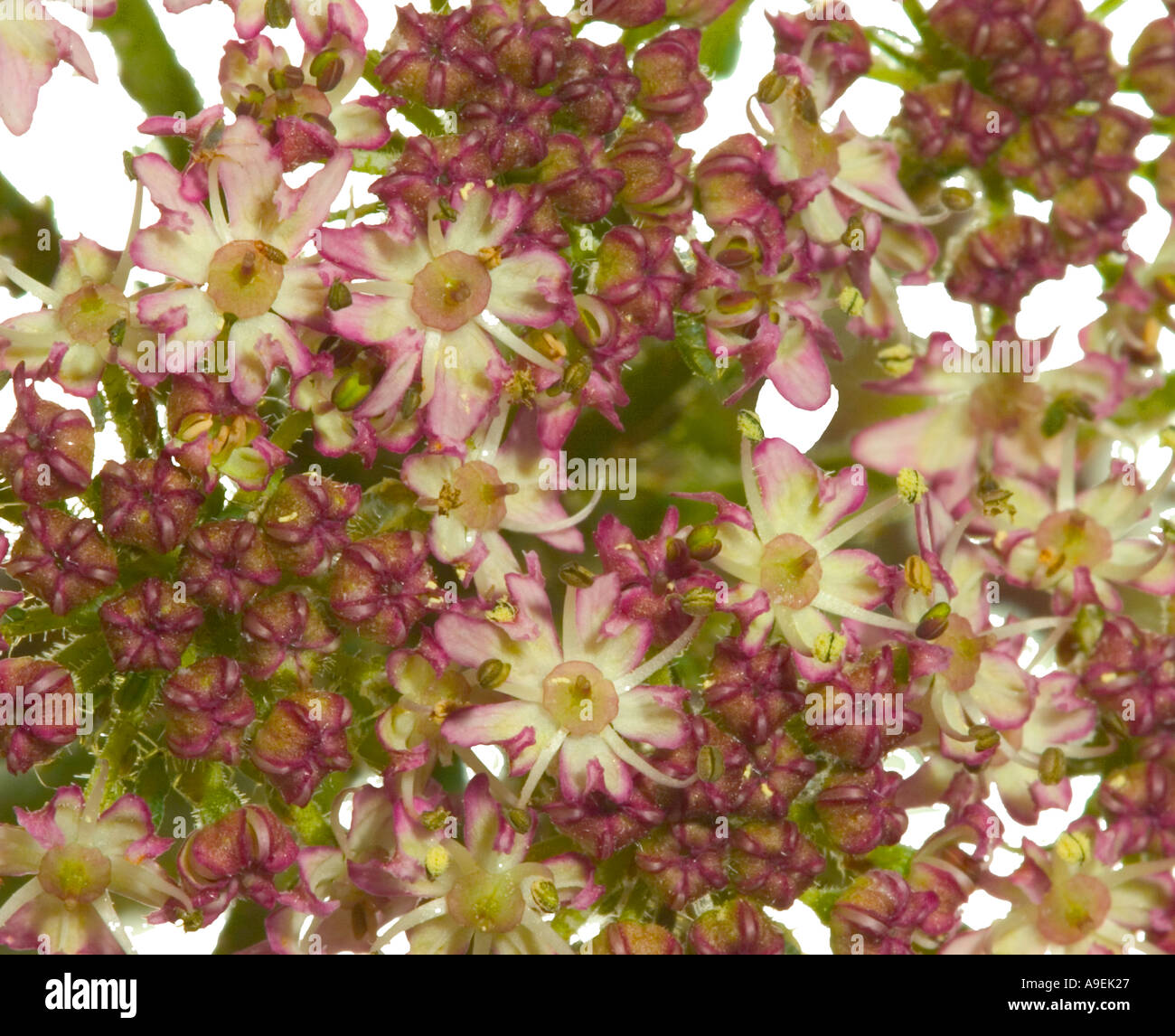 Canopodium hi-res stock photography and images - Alamy