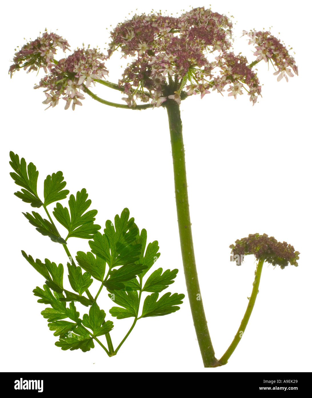 Pignut hi-res stock photography and images - Alamy