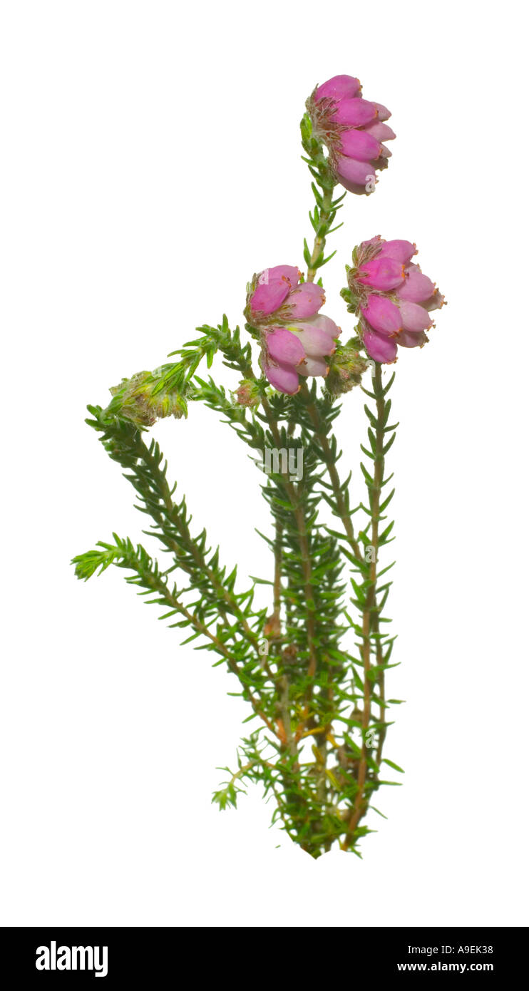 Cross leaved Heath Erica tetralix Full plant cutout Surrey England July ...