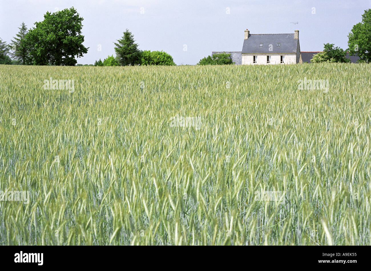 Wheat fields french farmhouse hi-res stock photography and images - Alamy