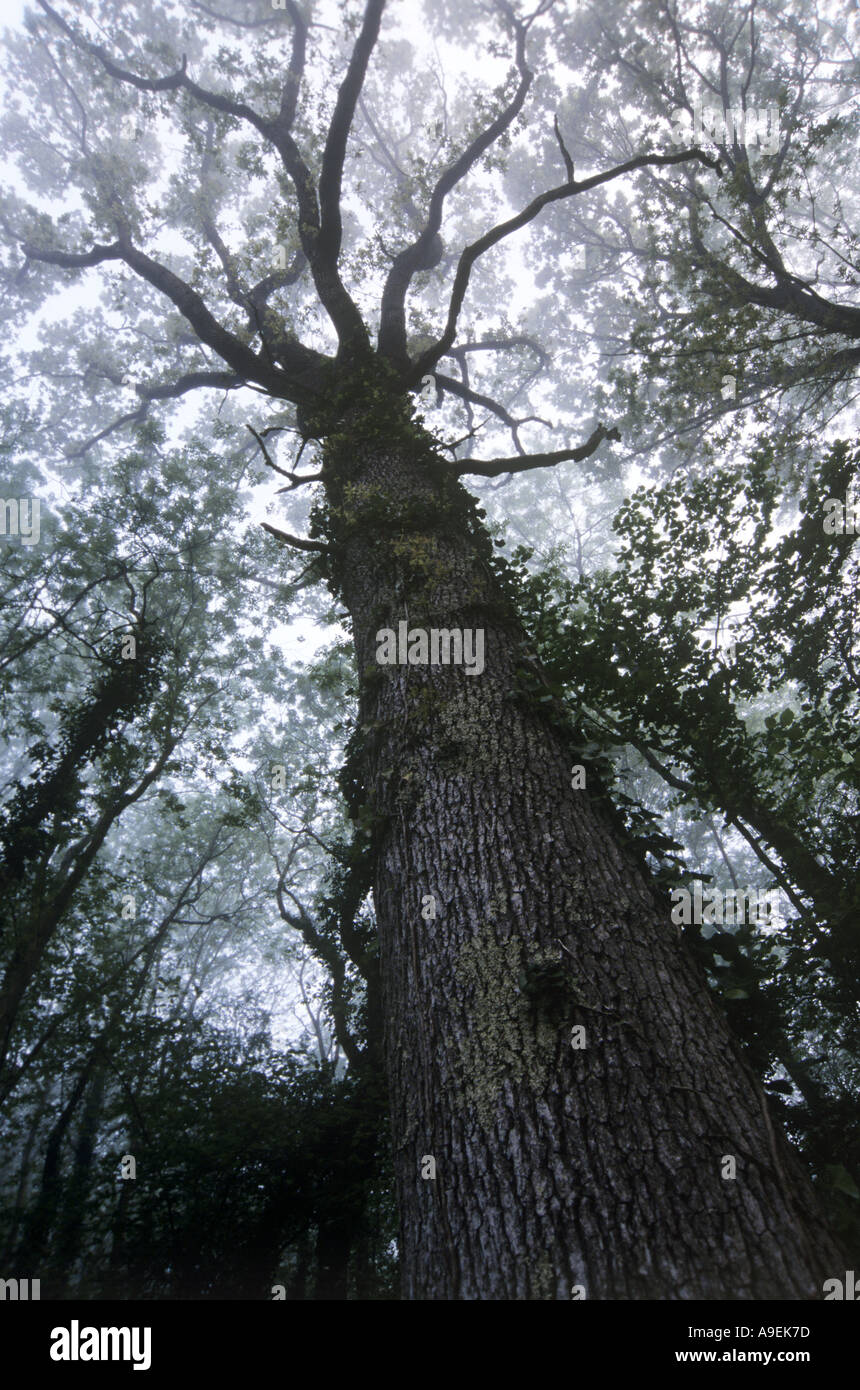 oak tree in misty woodland Stock Photo - Alamy