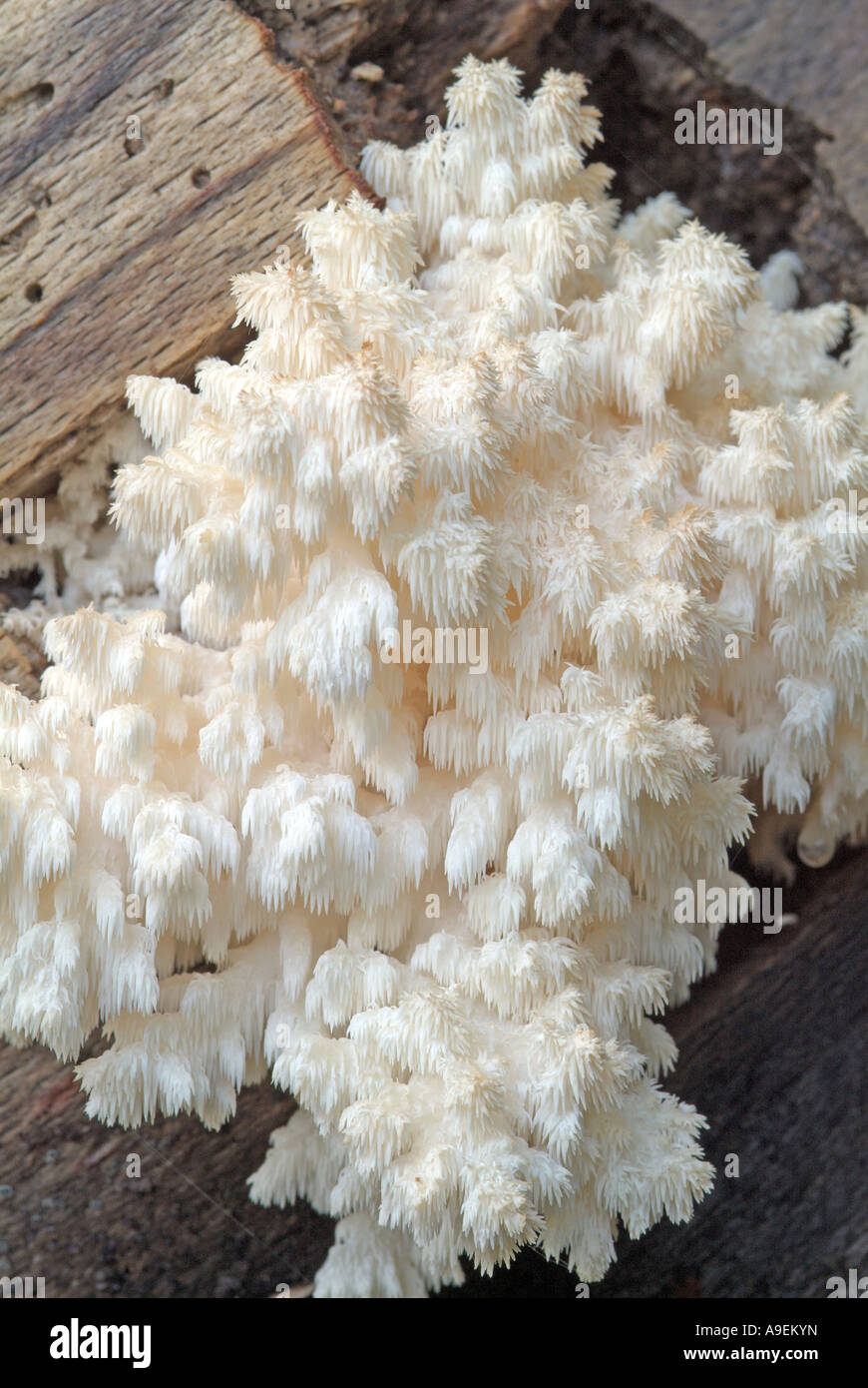 Coral Tooth (Hericium coralloides Stock Photo - Alamy