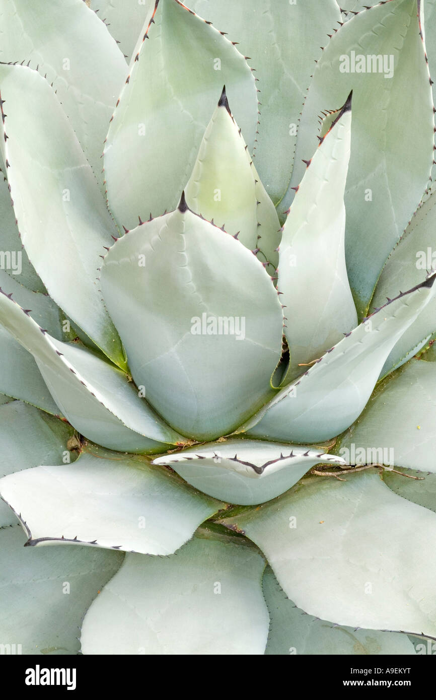 Parry Agave (Agave parryi), close up of leaves Stock Photo - Alamy