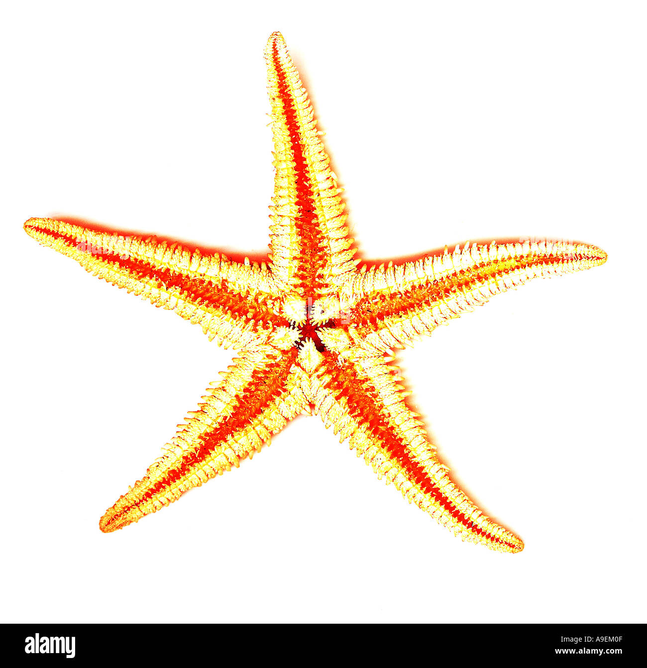 COMMON NAME Starfish LATIN NAME Asterias rubens Stock Photo - Alamy
