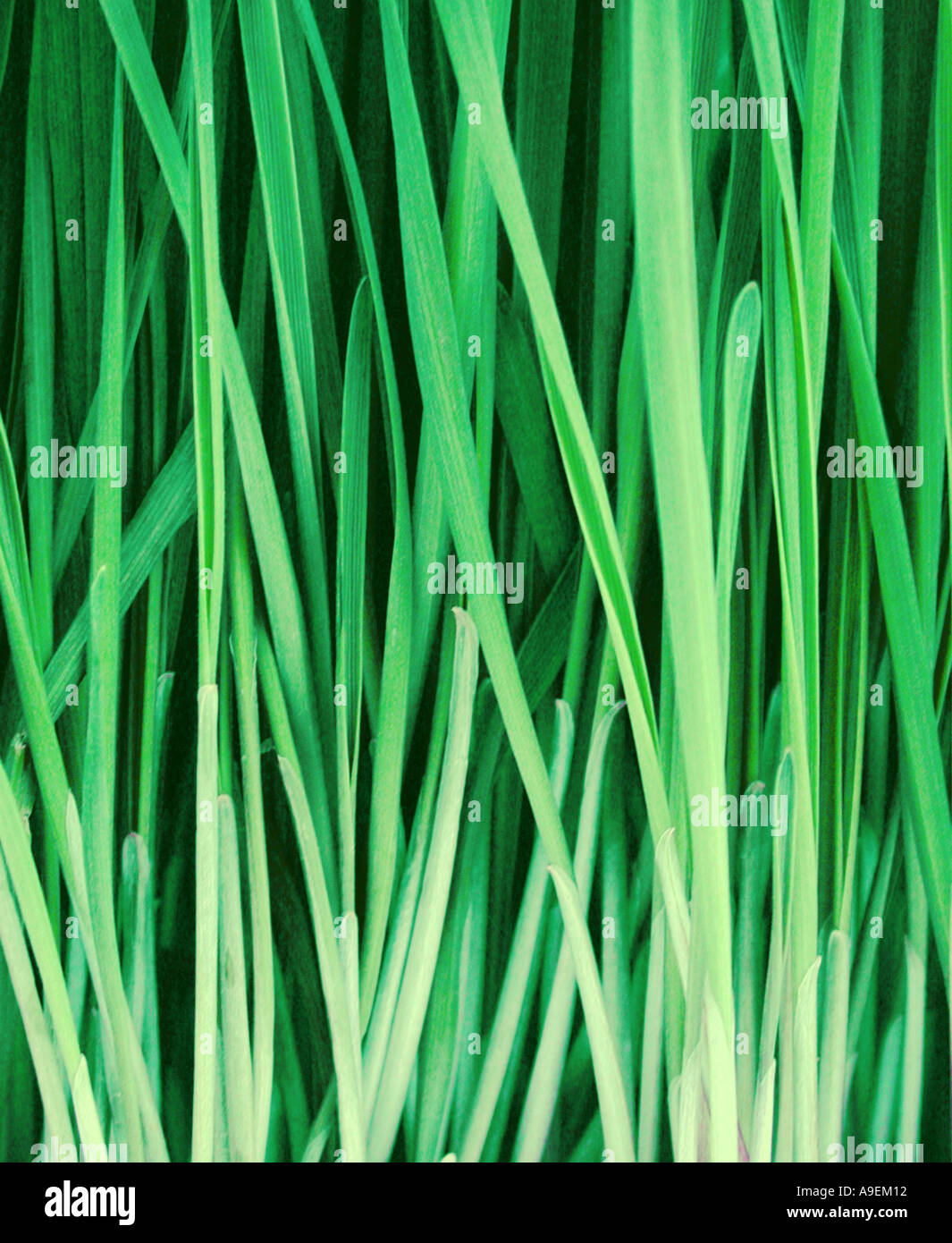 Common name grasses hi-res stock photography and images - Alamy