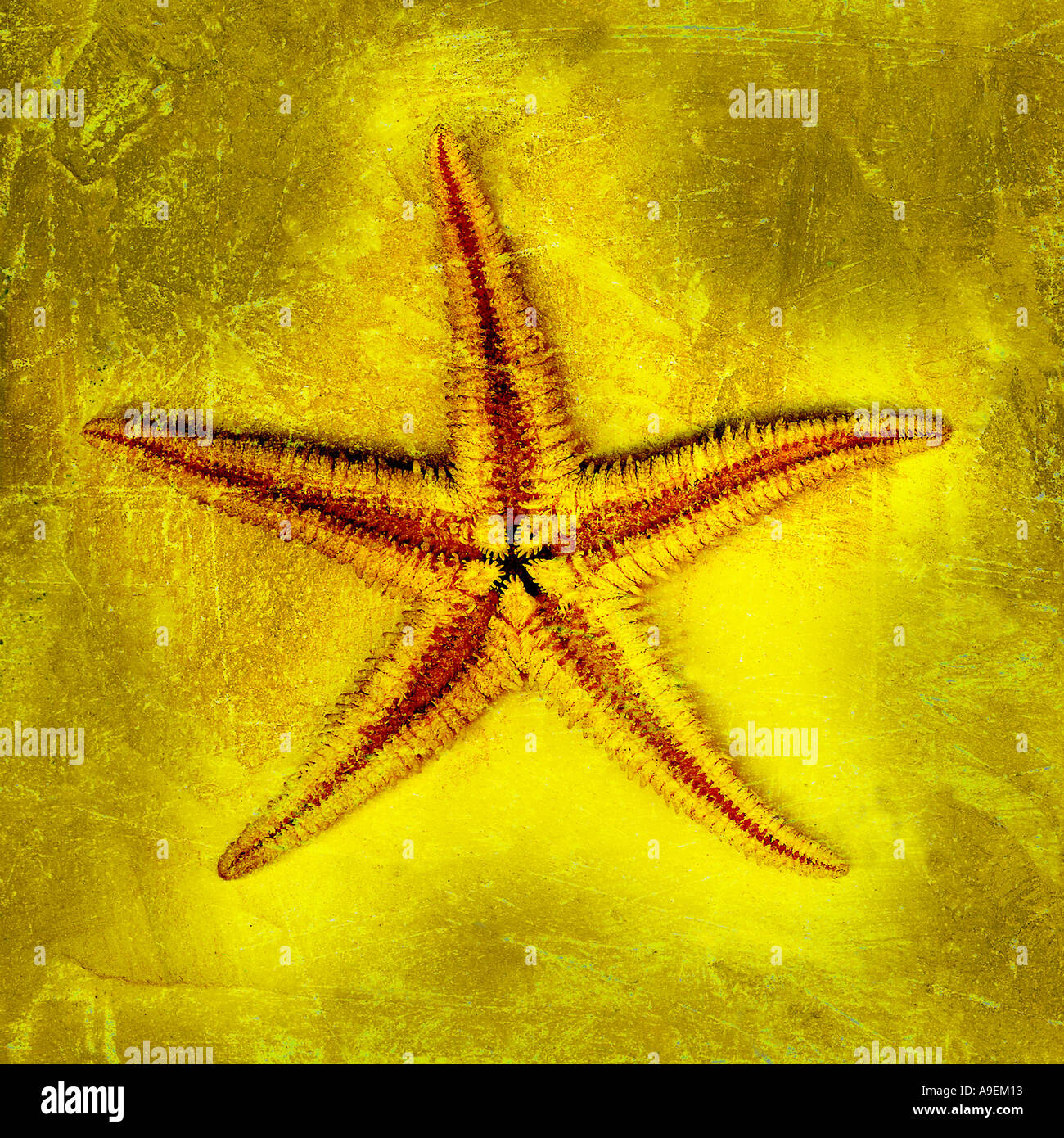 COMMON NAME Starfish LATIN NAME Asterias rubens Stock Photo - Alamy
