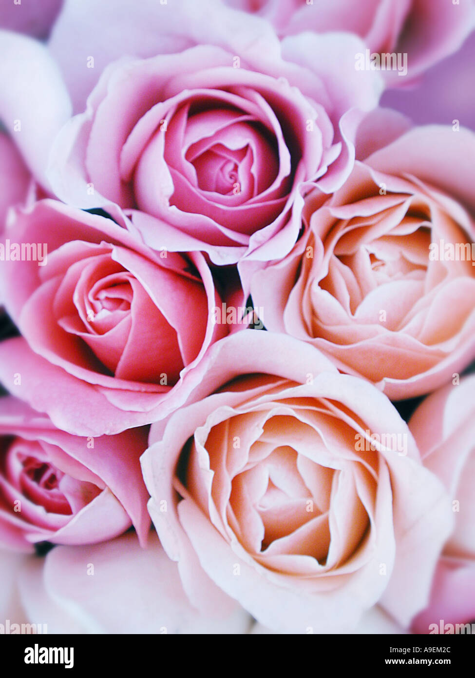 Common apricot hi-res stock photography and images - Alamy