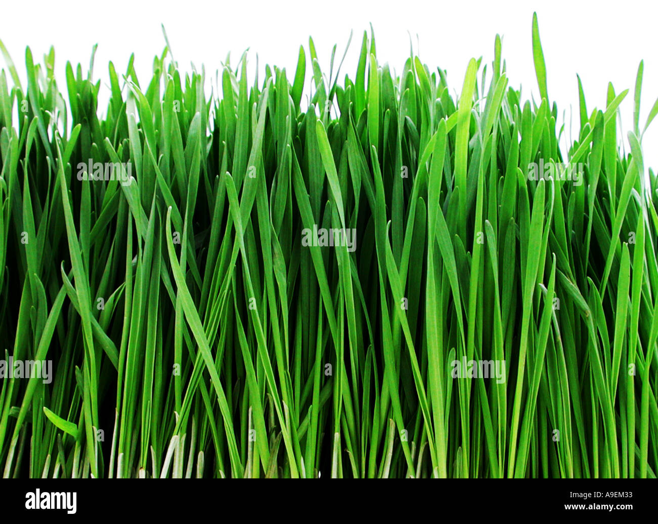 COMMON NAME Wheatgrass LATIN NAME Wheatgrass Stock Photo - Alamy