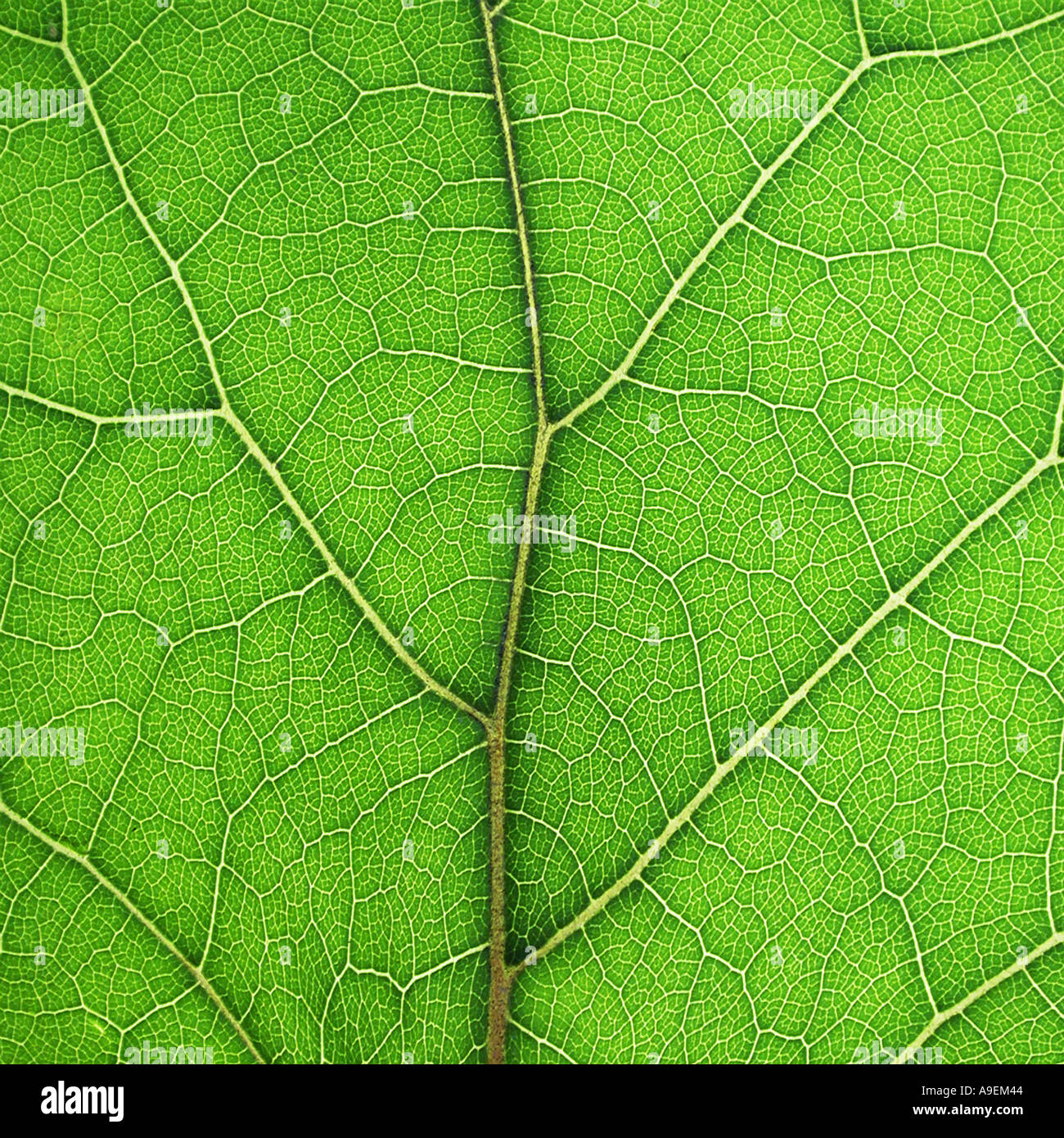 Common burdocks hi-res stock photography and images - Alamy
