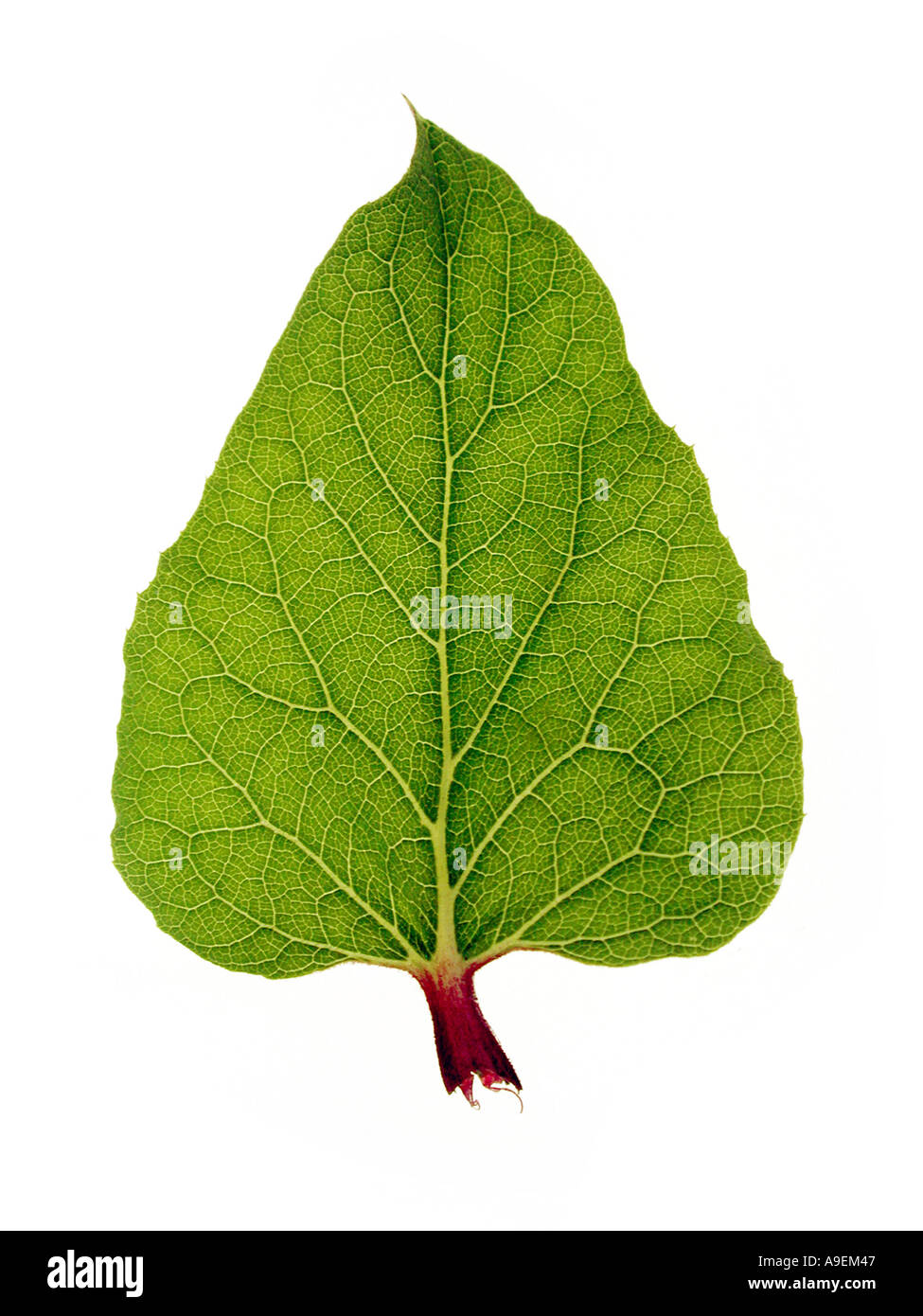 COMMON NAME Burdock LATIN NAME Articum lappa Stock Photo - Alamy