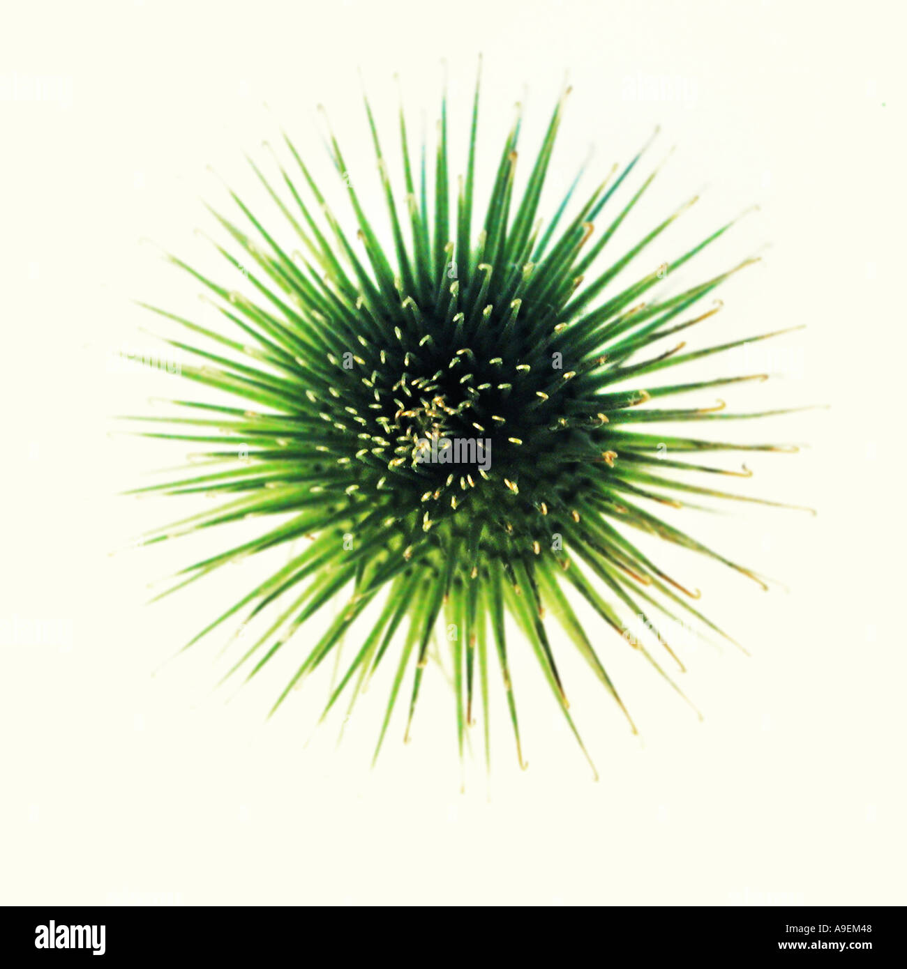 COMMON NAME Burdock LATIN NAME Articum lappa Stock Photo - Alamy