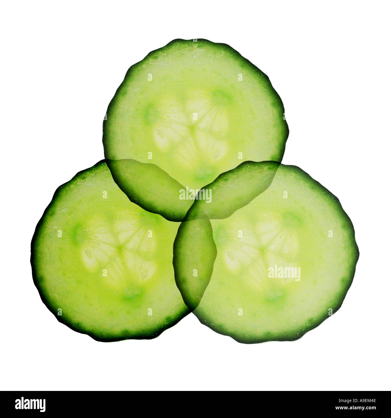 COMMON NAME Cucumber LATIN NAME Cucumis sativus Stock Photo - Alamy