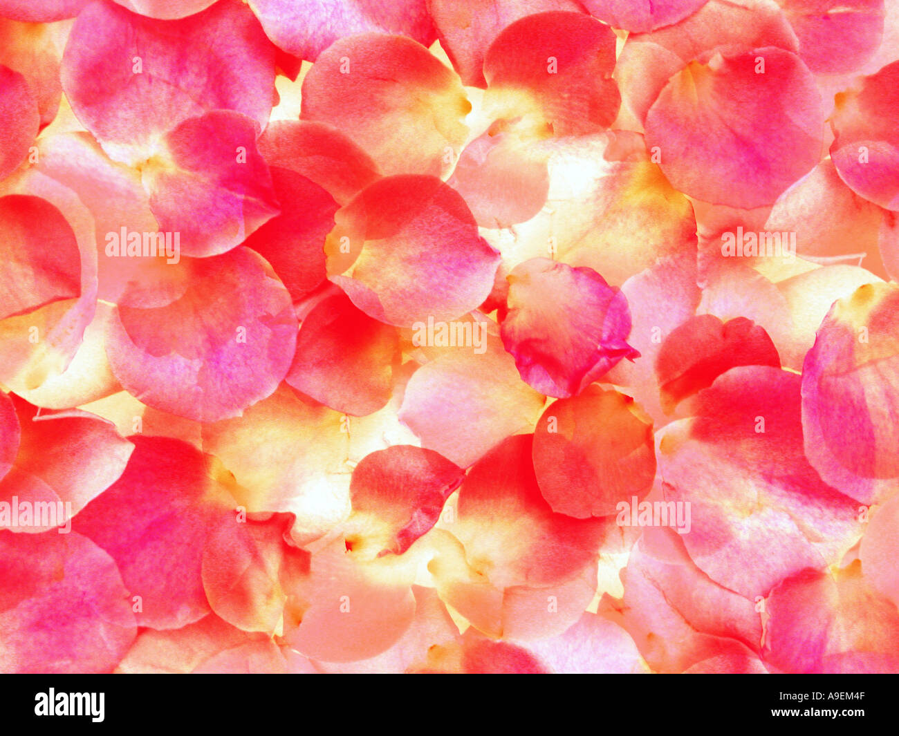Rose Petals Latin Name High Resolution Stock Photography and Images - Alamy