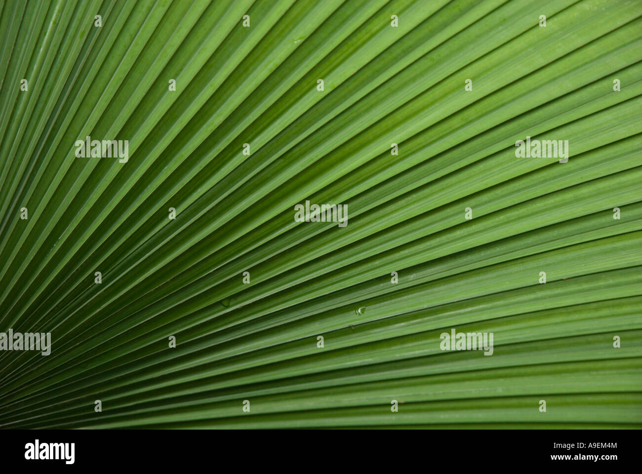 Close-up of structure of palm leaf Stock Photo - Alamy