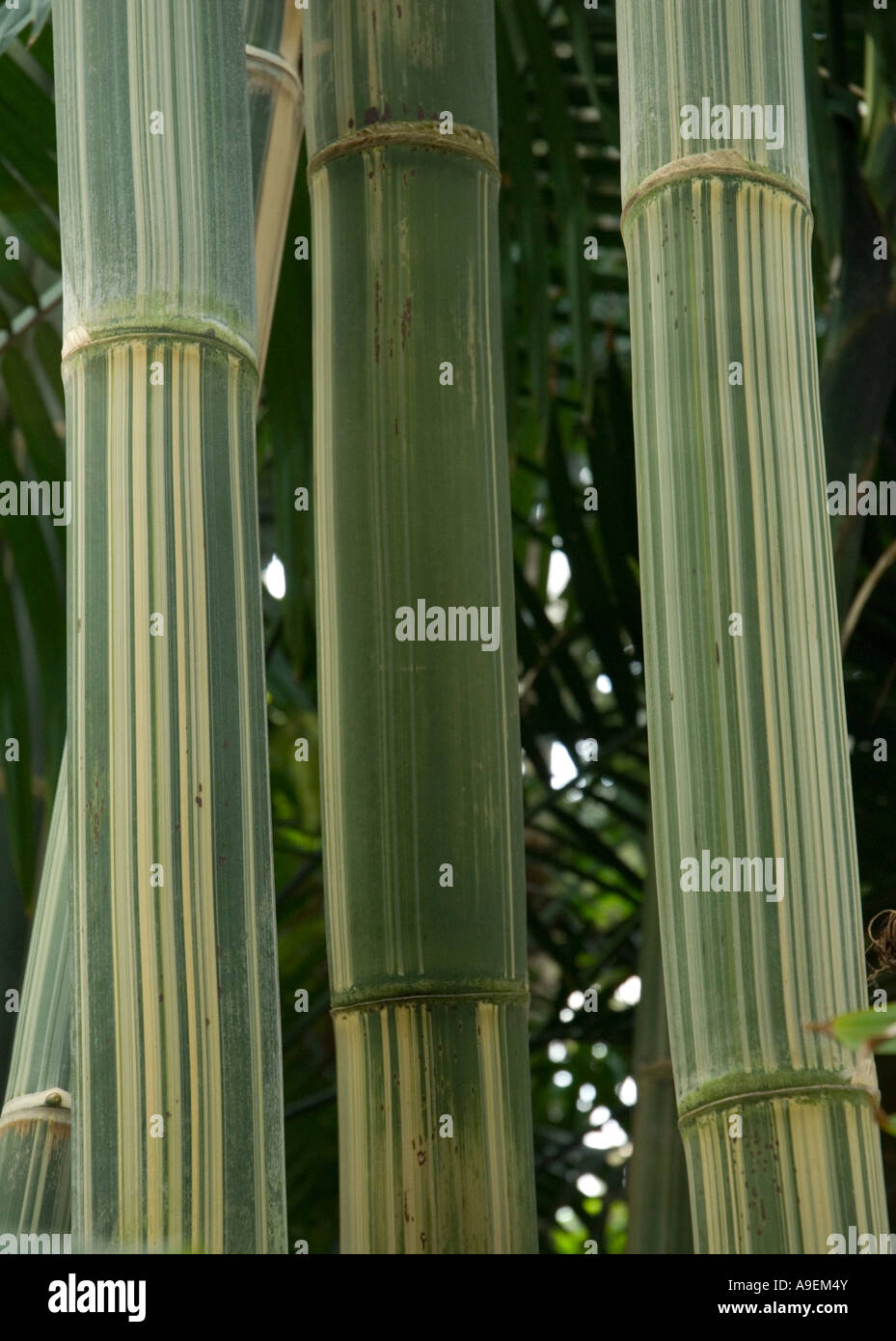 Detail,green and ivory striped bamboo plant stem Stock Photo - Alamy