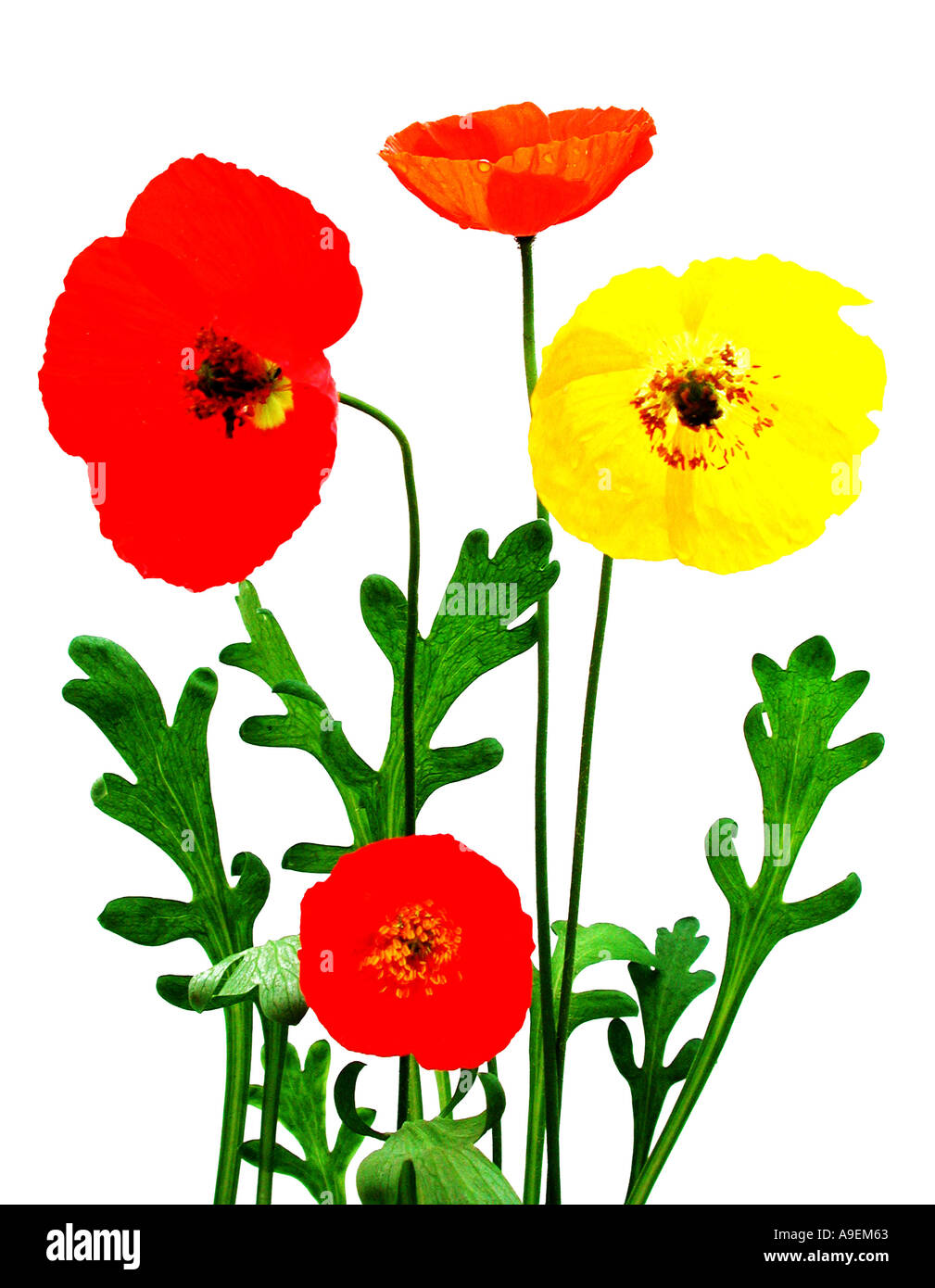 Poppy latin name hi-res stock photography and images - Alamy