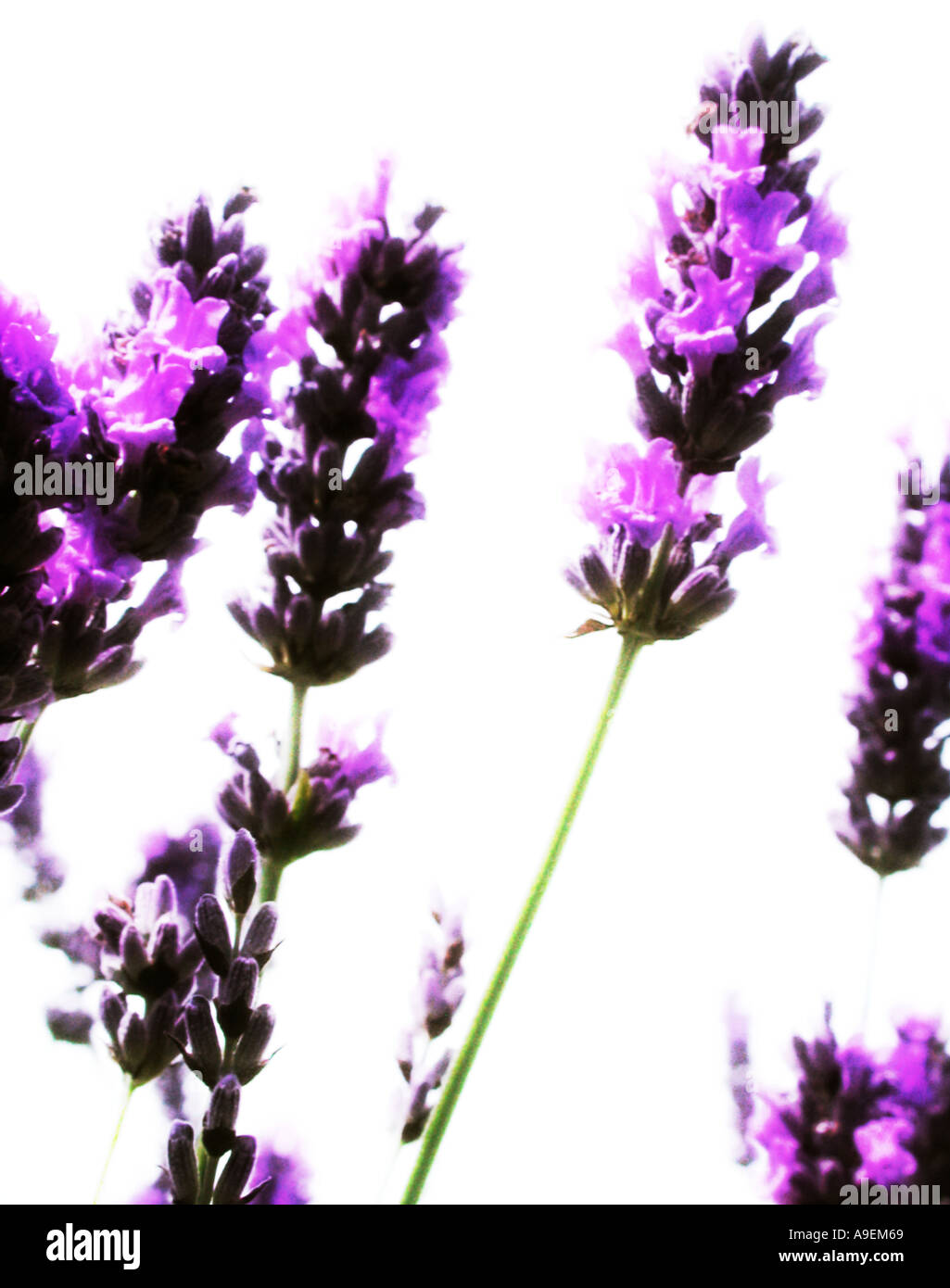 Lavendula High Resolution Stock Photography and Images - Alamy