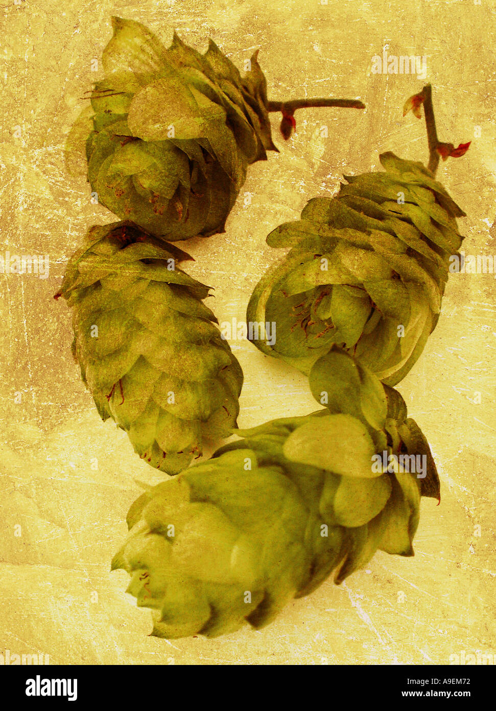 Hop common humulus lupulus hi-res stock photography and images - Alamy