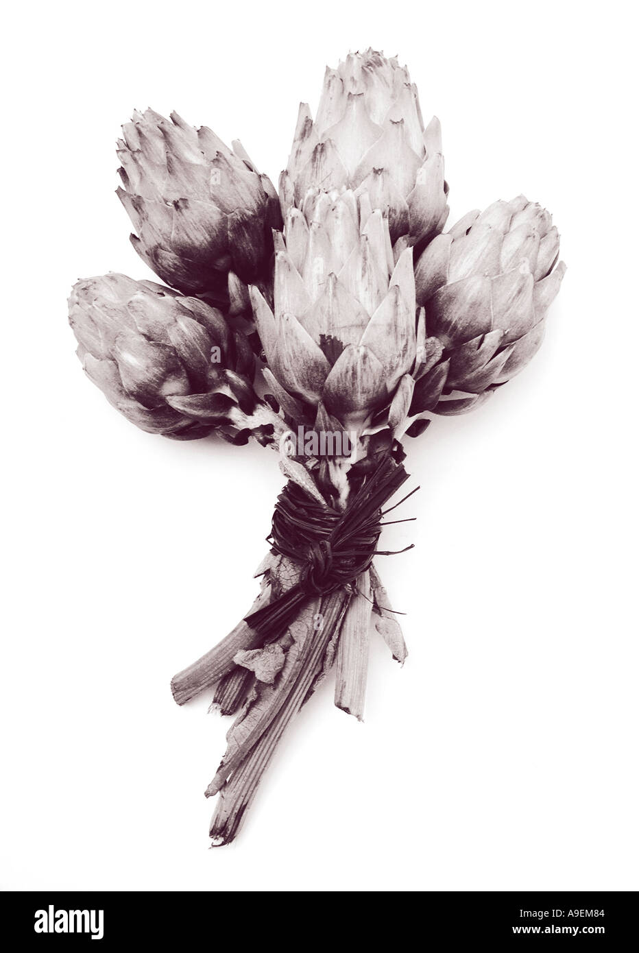 Old fashioned name Cut Out Stock Images & Pictures - Alamy