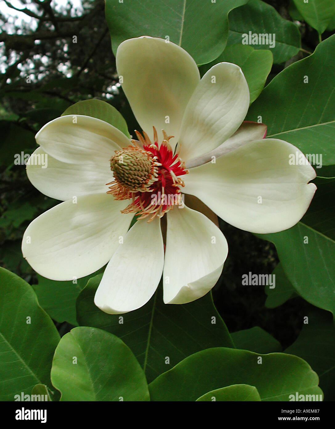 Japanese big leaf magnolia hi-res stock photography and images - Alamy
