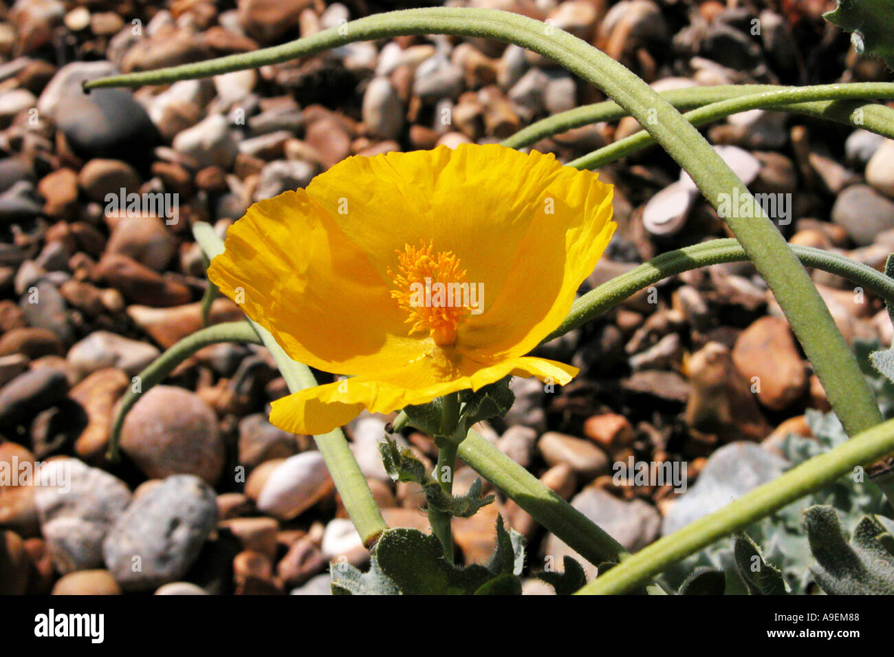 COMMON NAME Sea Poppy yellow horned poppy LATIN NAME Glaucium Flavum ...