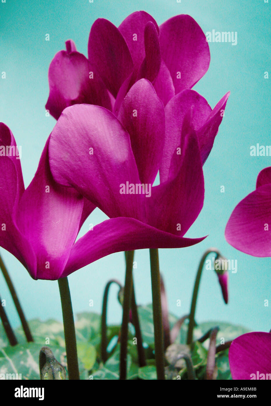 Common cyclamen hi-res stock photography and images - Alamy