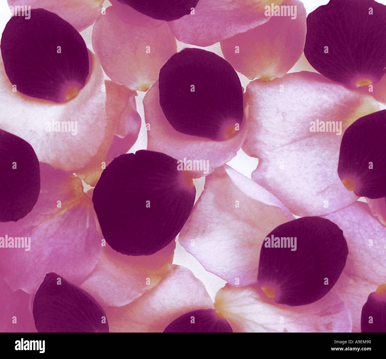 Rose Petals Latin Name High Resolution Stock Photography and Images - Alamy