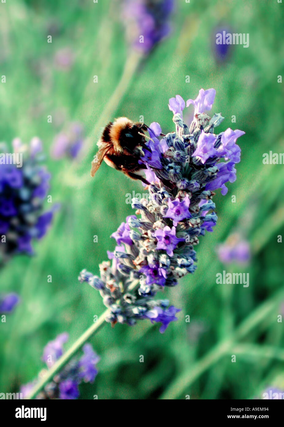 COMMON NAME Lavender LATIN NAME Lavandula Stock Photo - Alamy