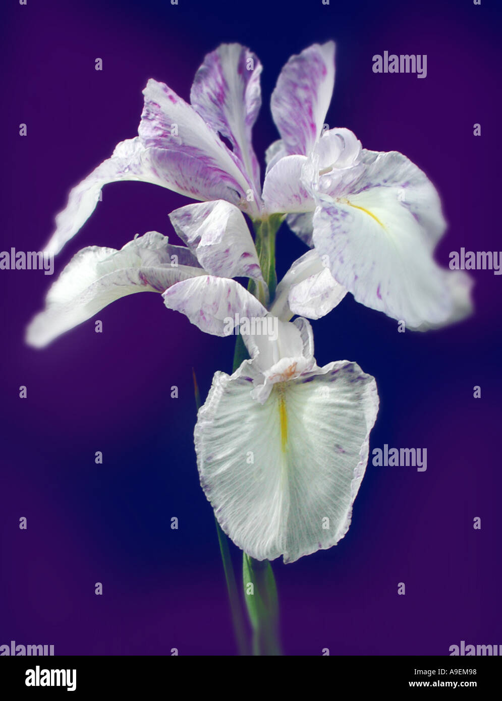 COMMON NAME Iris LATIN NAME Iris Stock Photo - Alamy