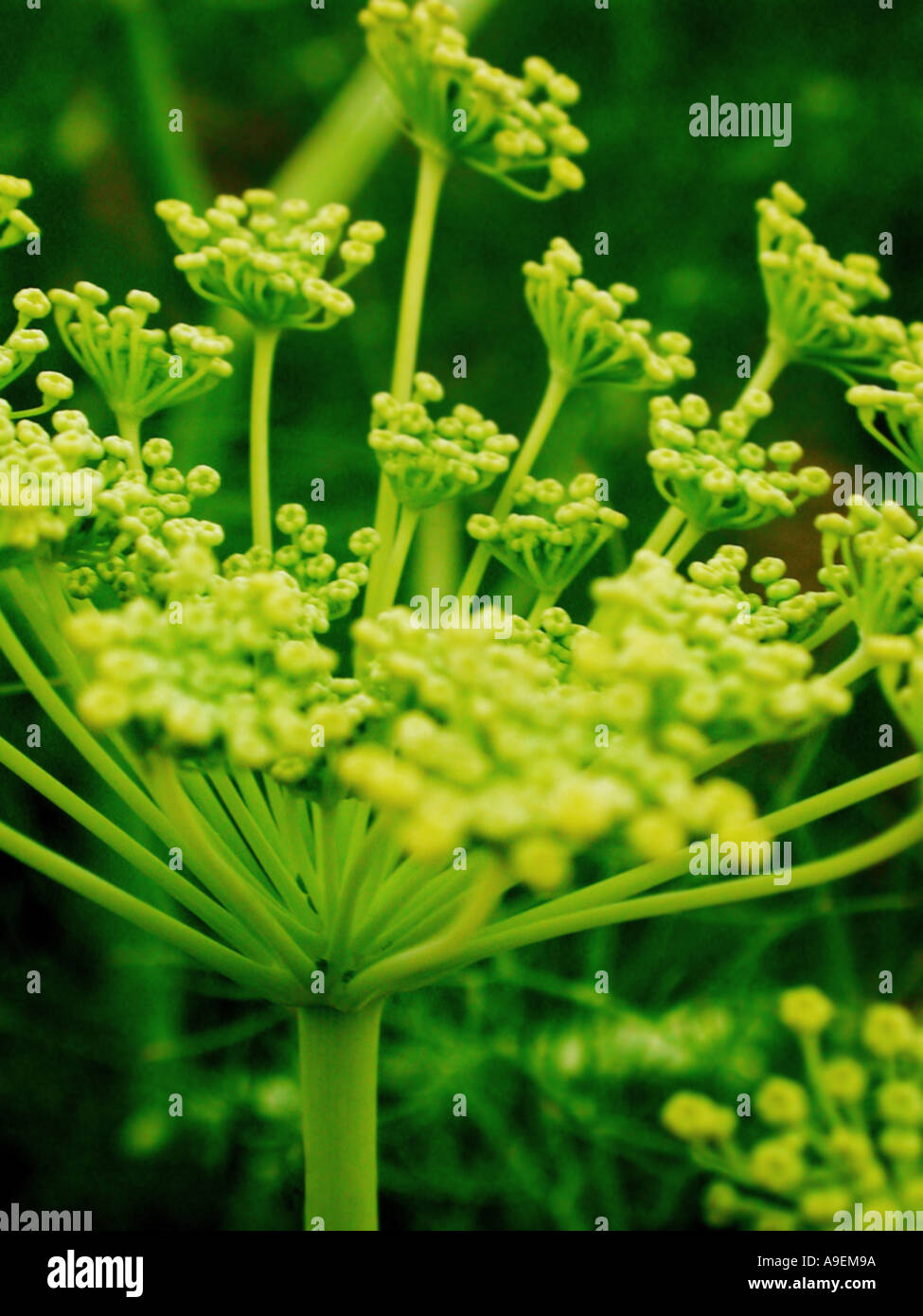 COMMON NAME Fennel LATIN NAME Foeniculum vulgare Stock Photo - Alamy