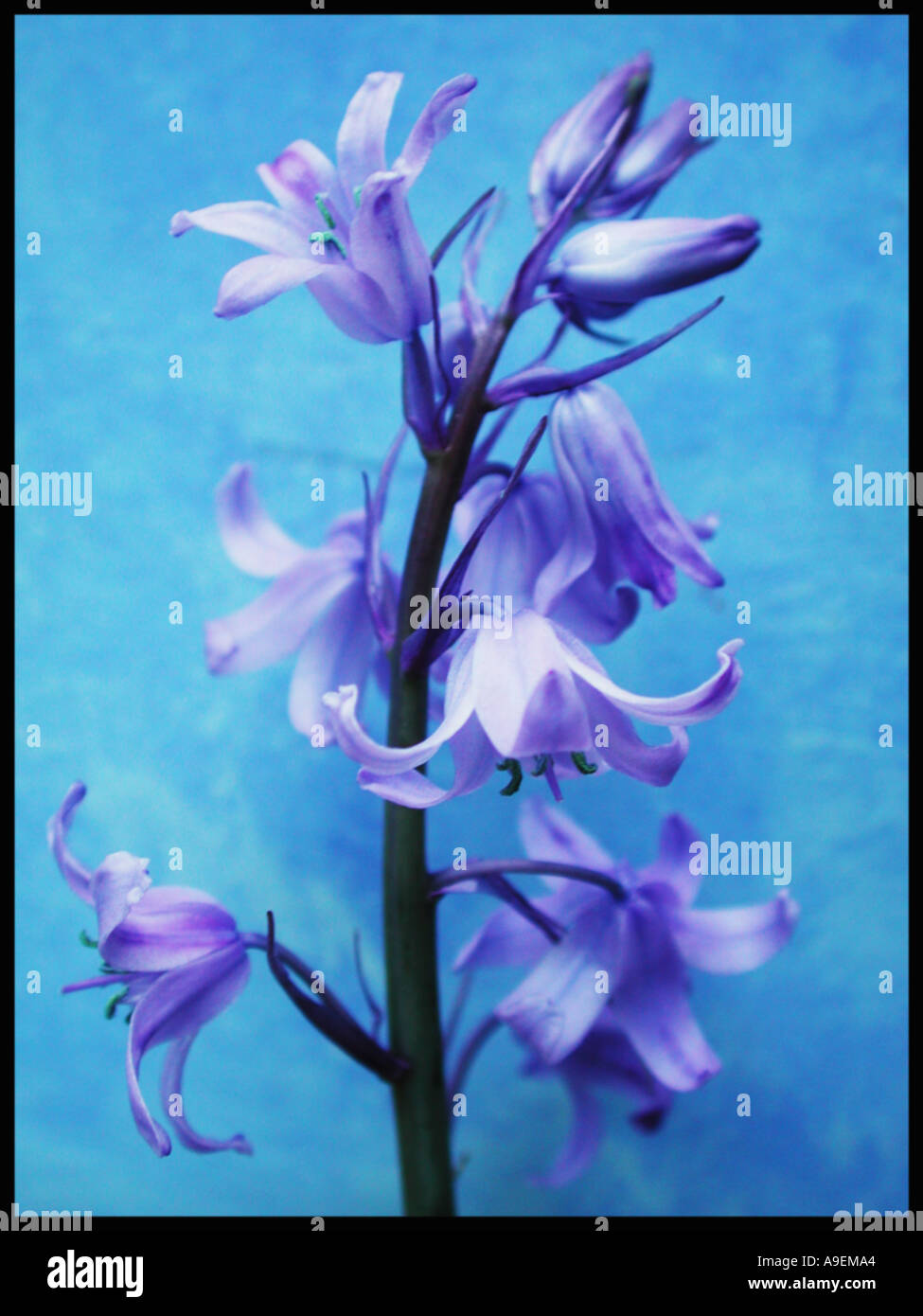 Name bells hi-res stock photography and images - Alamy