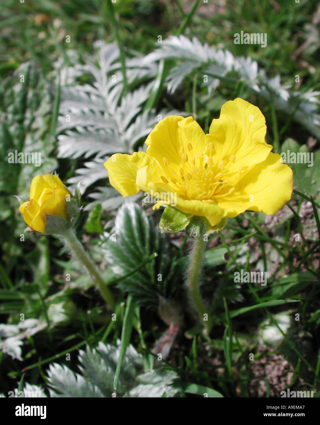 COMMON NAME Silverweed LATIN NAME Potentilla anserina Stock Photo - Alamy