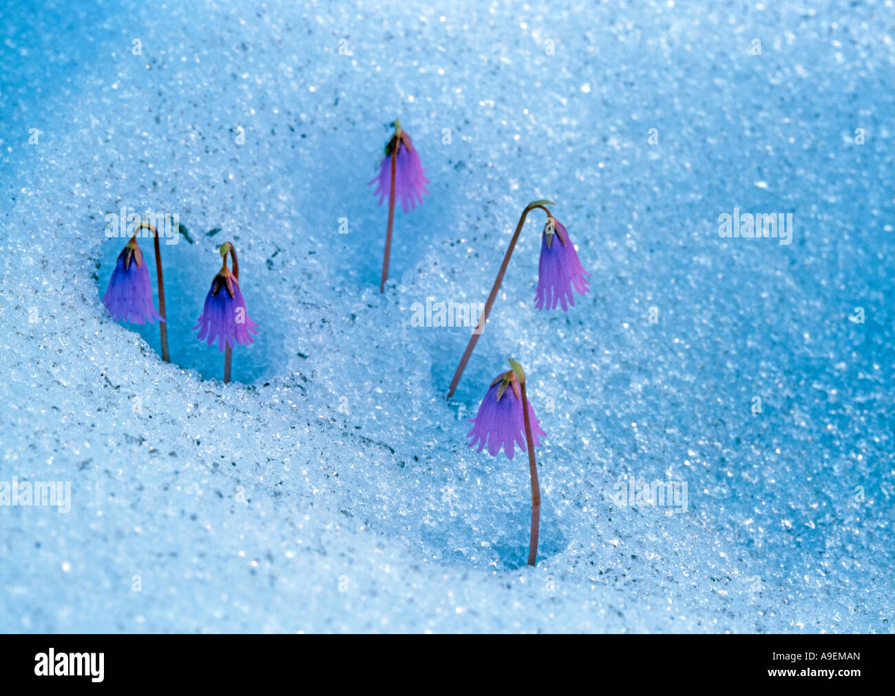 Alpine Snowbell (Soldanella alpina), flowering plants in snow Stock ...