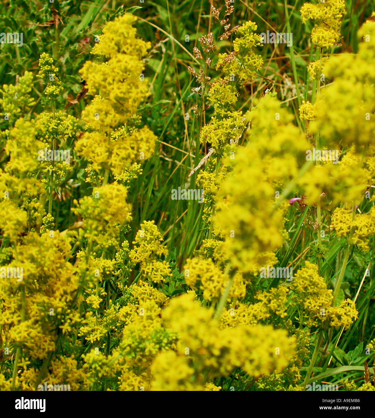 Ladys bedstraw galium verum ladies bedstraw hi-res stock photography ...