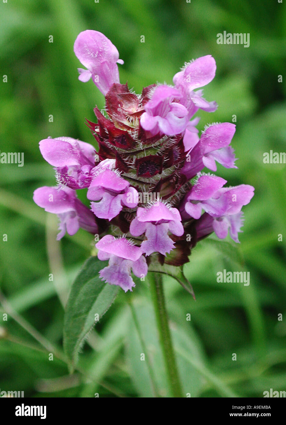 COMMON NAME Self heal LATIN NAME Prunella vulgaris Stock Photo - Alamy