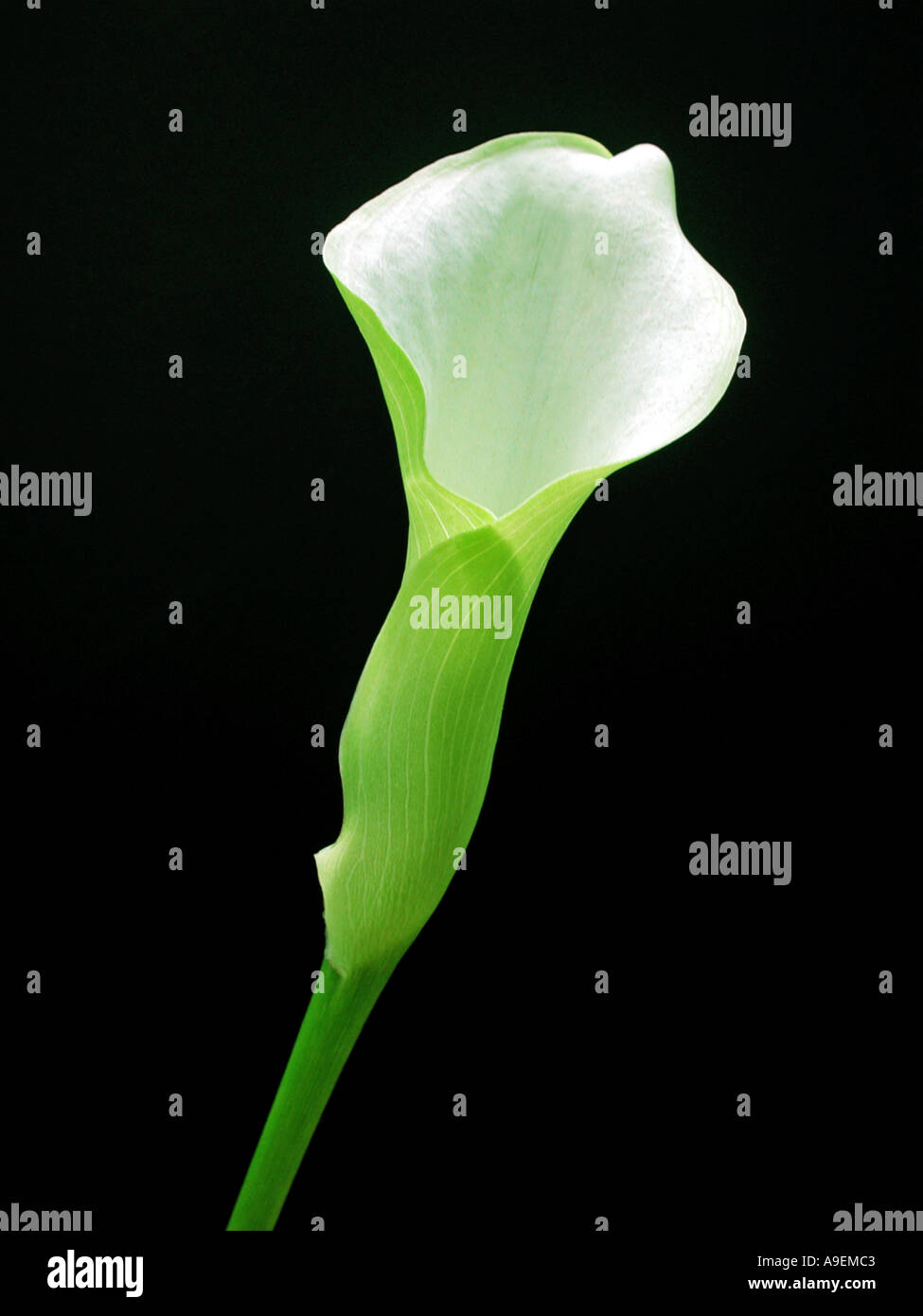 COMMON NAME Calla lily Arum lily LATIN NAME Zantedeschia Stock Photo ...