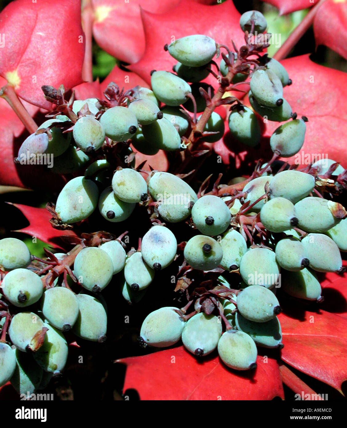 Latin berry hi-res stock photography and images - Alamy