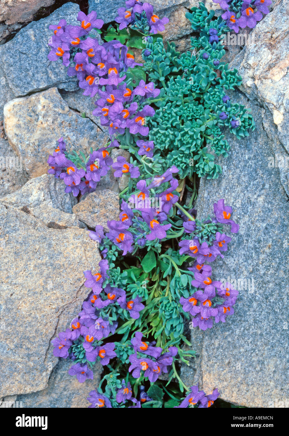 Alpine Toadflax (Linaria alpina), flowering plant Stock Photo - Alamy