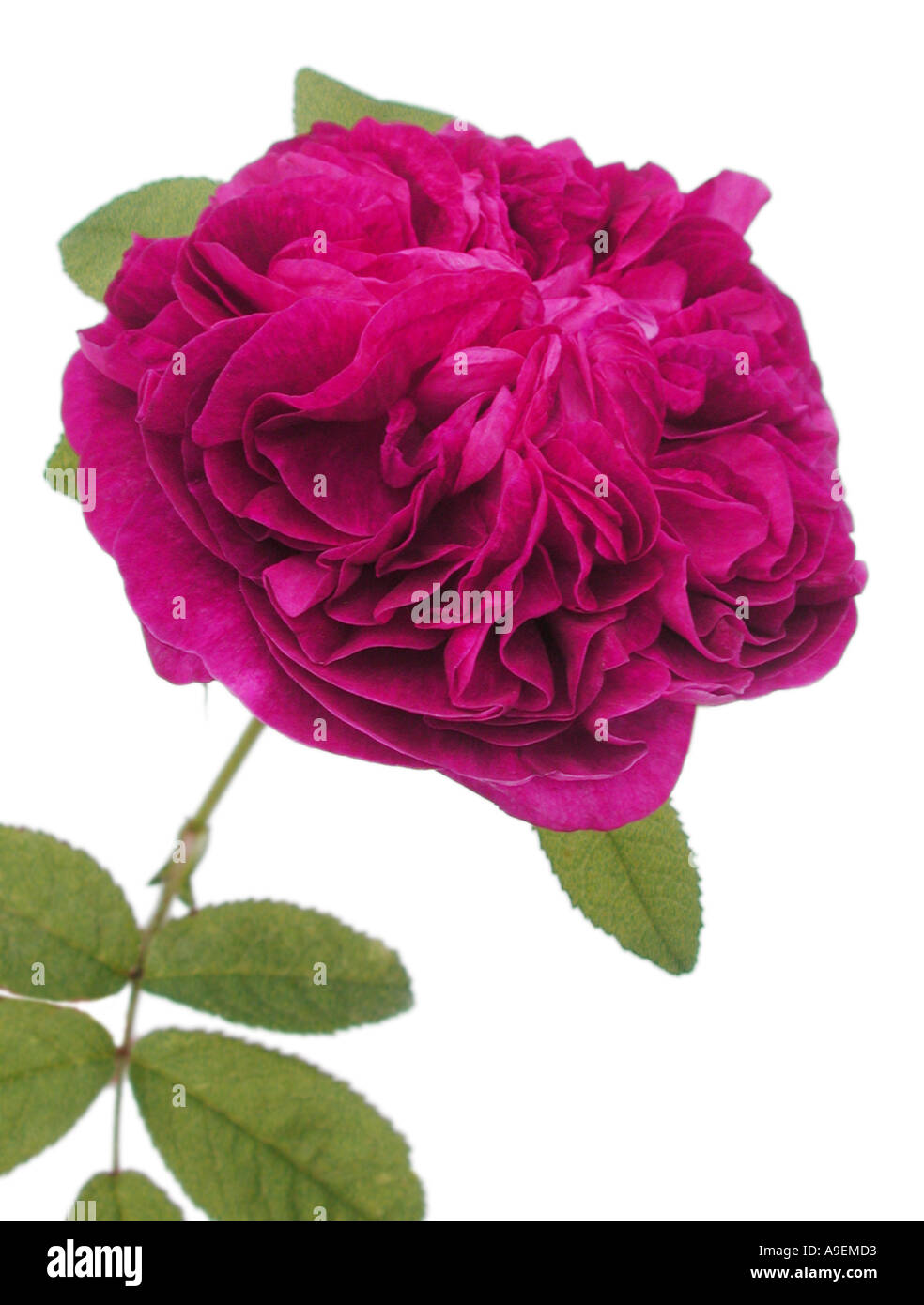 The name of the rose hi-res stock photography and images - Alamy