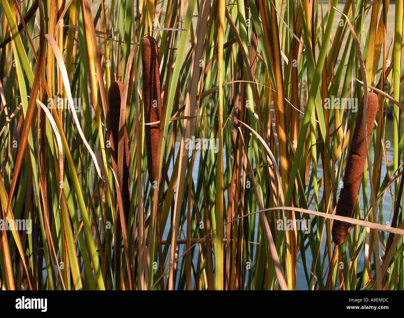 Bulrush seed head hi-res stock photography and images - Alamy
