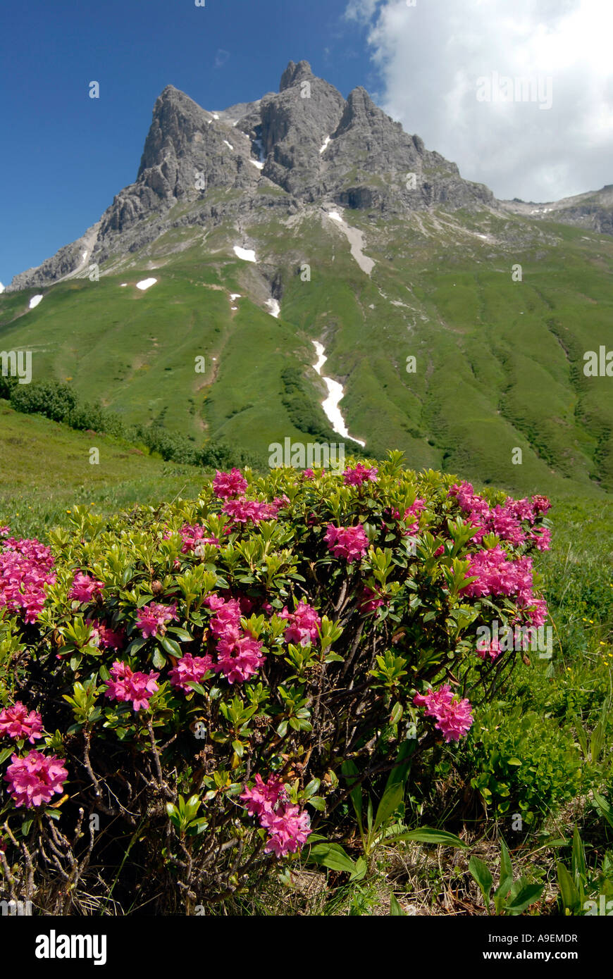 Alp Rose, Rusty Leaved Alprose (Rhododendron ferrugineum), flowering ...
