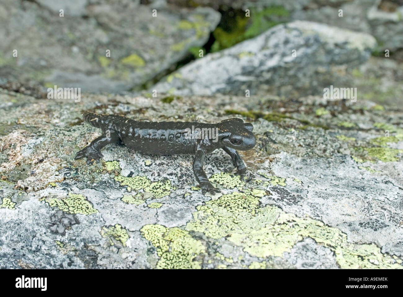 Alpine Salamander (Salamandra atra) on rock Stock Photo - Alamy