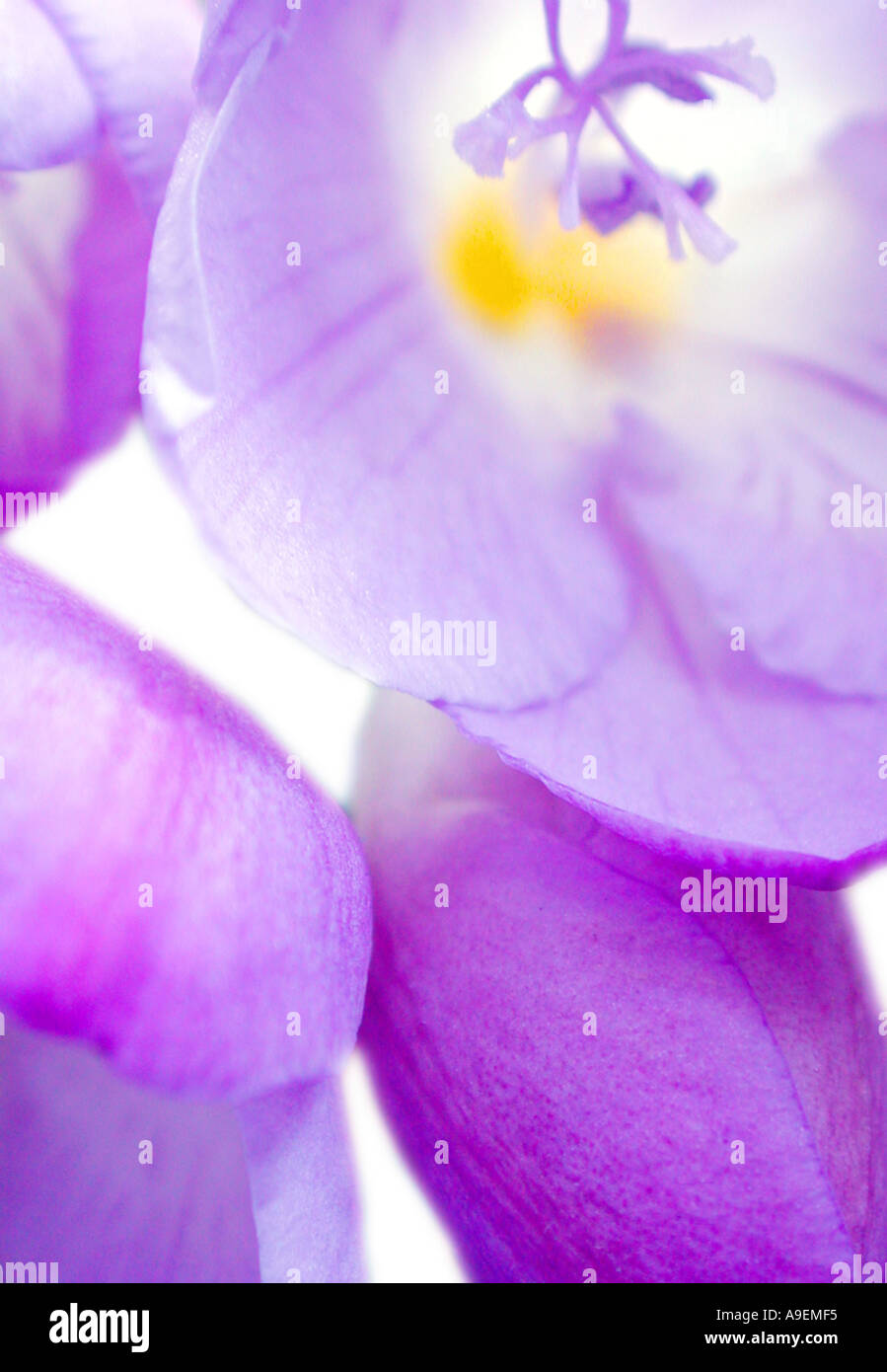 Common freesia hi-res stock photography and images - Alamy