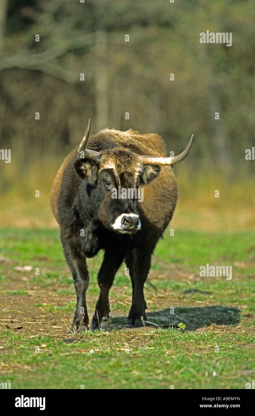 Recreated Aurochs, Heck Cattle (Bos primigenius, Bos taurus) on meadow ...