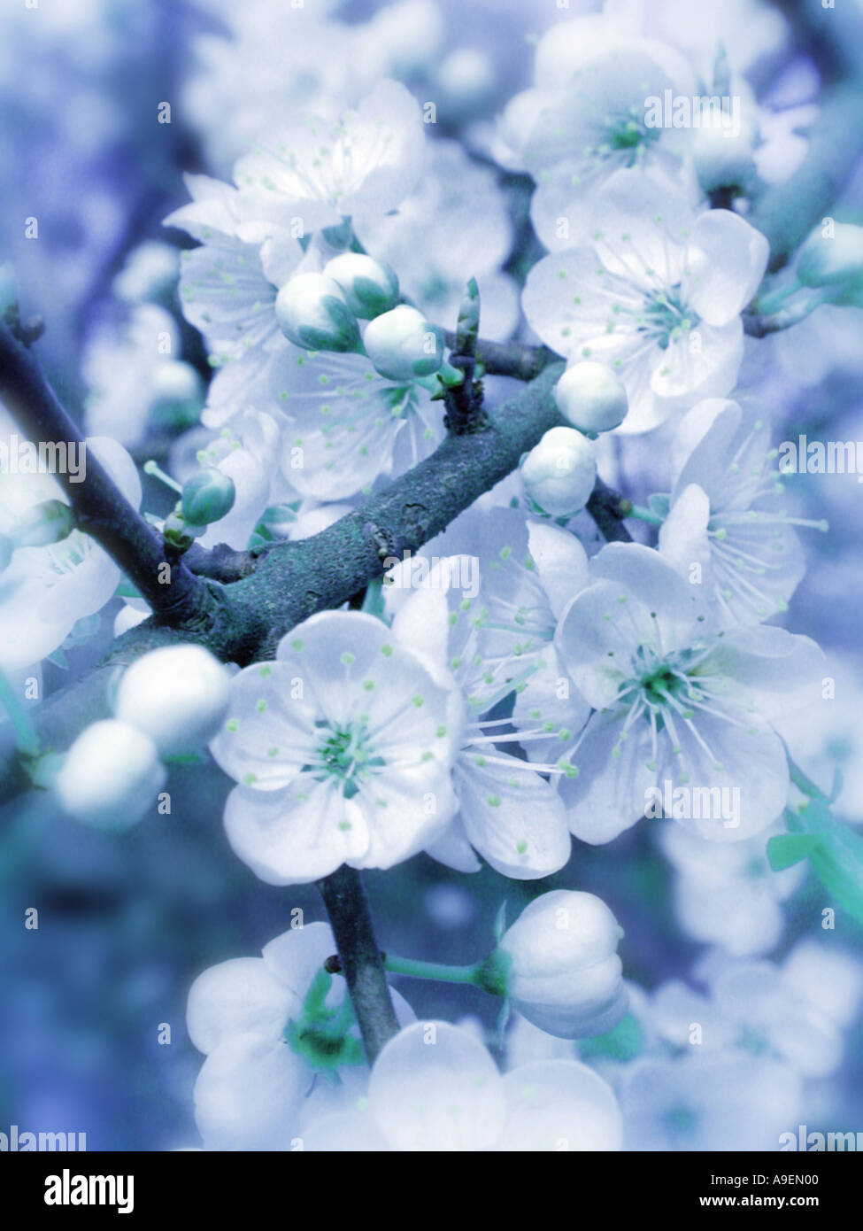COMMON NAME Blossom LATIN NAME Prunus Stock Photo - Alamy