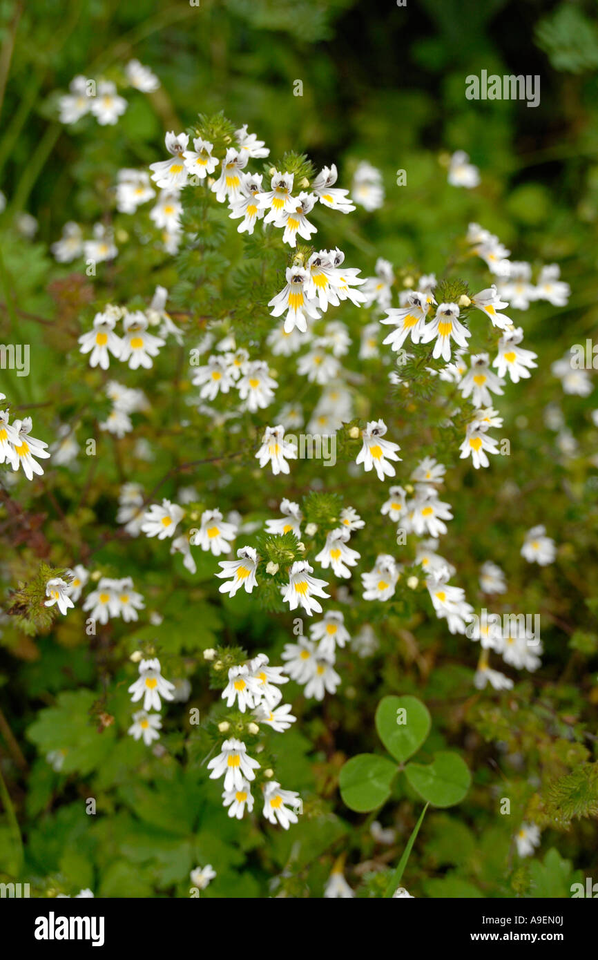 Eyebright (Euphrasia rostkoviana, Euphrasia officinalis), flowering ...
