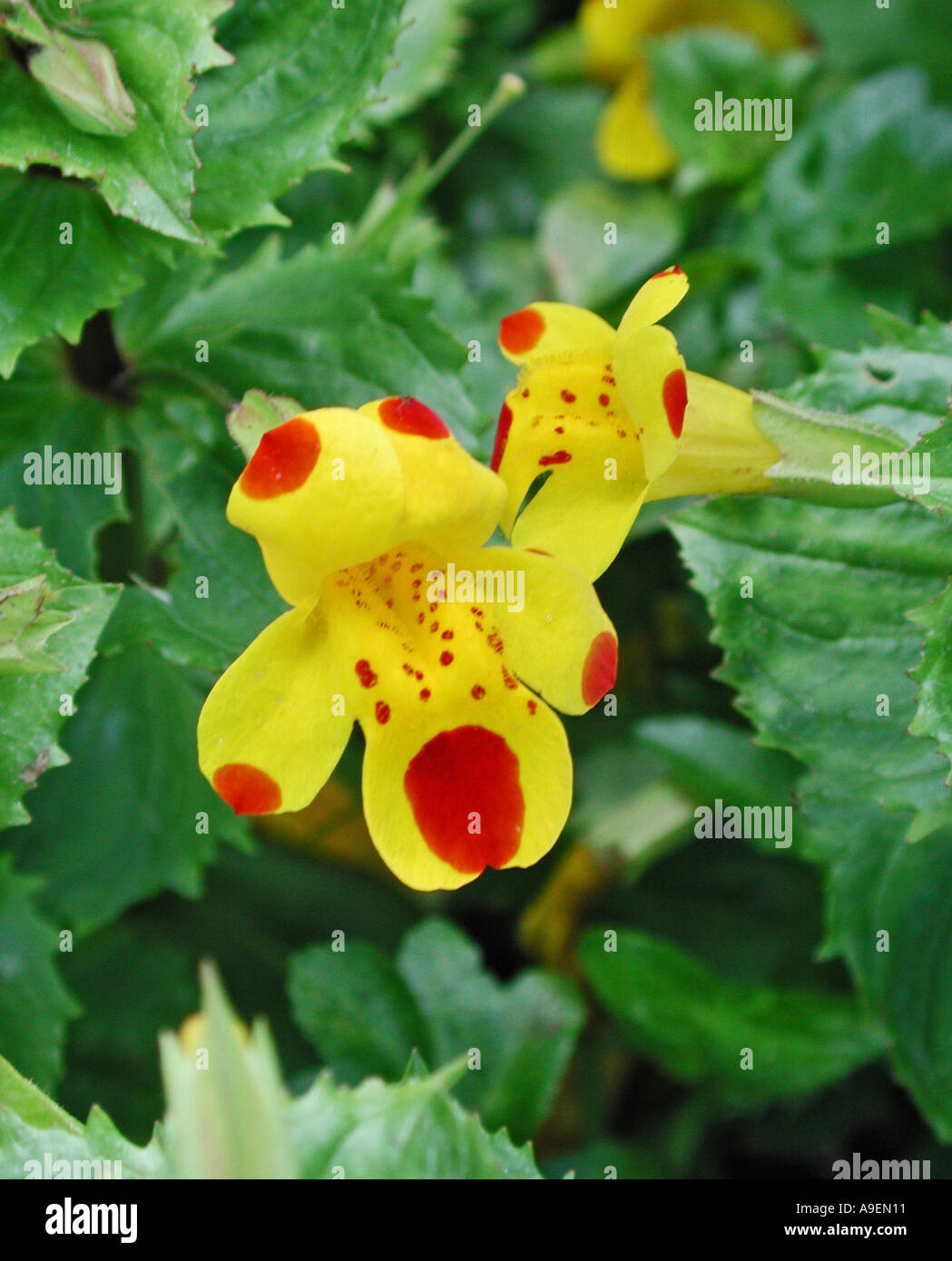 Yellow monkeyflower mimulus guttatus hi-res stock photography and ...